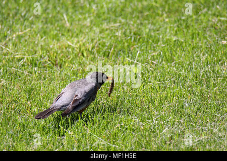 Robin with a worm in it's mouth Stock Photo - Alamy