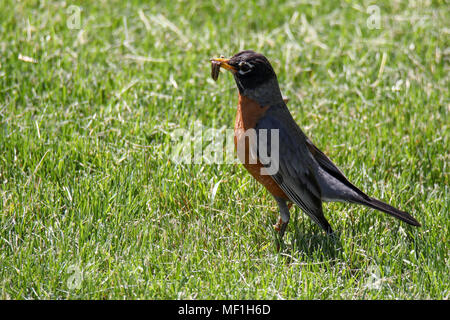 Robin with a worm in it's mouth Stock Photo - Alamy