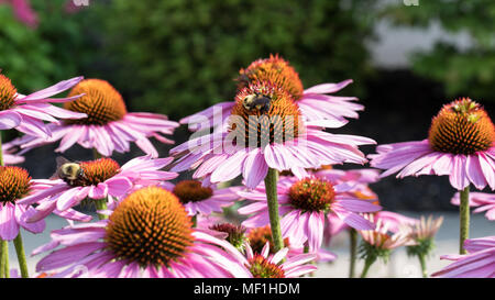 Bee pollinating pink cone flowers Stock Photo - Alamy