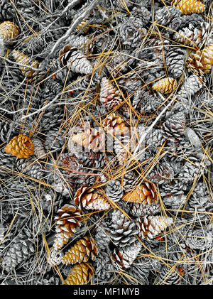 Pine cones on the ground in sunlight Stock Photo - Alamy