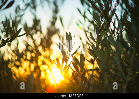 Sunset seen through an olive tree on the west coast of Thassos, Greece ...