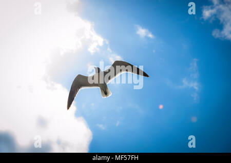 A low angle shot of a seagull flying in a bright blue sky Stock Photo ...