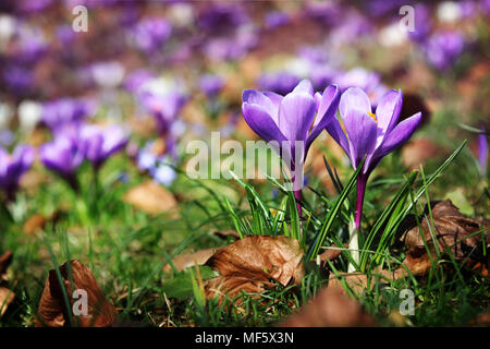 Glade of blooming spring crocuses in a sunny forest Stock Photo - Alamy