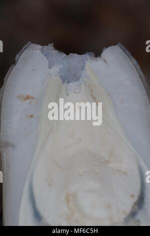 Cuttlebone / cuttlefish bone, internal shell from European common Stock ...