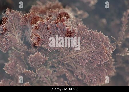 Corallina officinalis is a calcareous red seaweed which grows in the ...