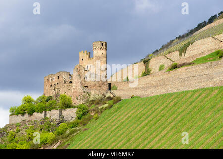 Nollig Castle ruins ( Ruine Nollig) above the village of Lorch in Stock ...