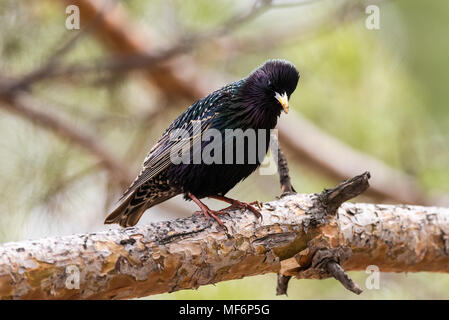 Ordinary starling. Sturnus vulgaris. In the wild in April. Russia ...