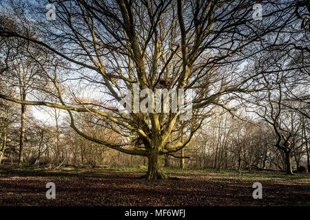 Mighty pollarded beech in woodland Stock Photo - Alamy