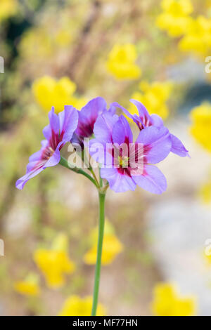 Leucocoryne 'Andes', Andean Glory or the Sun Lily Stock Photo - Alamy