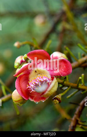 Blooming cannon ball tree, couroupita guianensis flower Stock Photo - Alamy