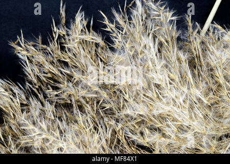Fluffy beige reed bent top on black background surface with free space ...