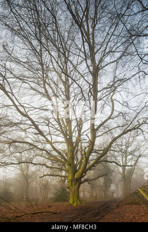 Ancient Pollarded Beech Tree Stock Photo - Alamy