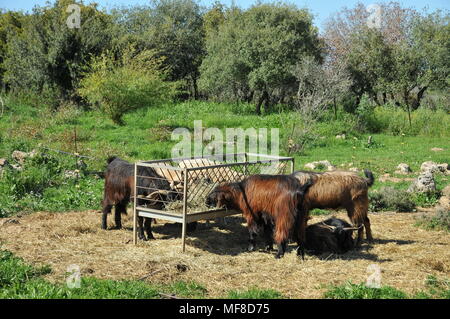 Experimental goat farm at Ramat Hanadiv gardens near Zichron Ya'acov ...