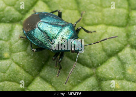 Blue Shieldbug (Zicrona caerulea) at rest on leaf Stock Photo - Alamy