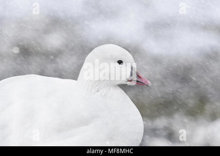 Adult Ross's Goose (Anser rossii) wintering in Colusa County ...