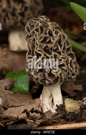 Common morels, Morchella esculenta, true morel an edible sac fungi with ...