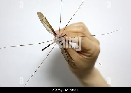 CHENGDU, CHINA - APRIL 15, 2018: Wangjiang Pavilion (Wangjiang Tower) in Wangjianglou Park ...