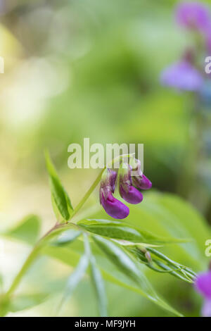 Spring Pea (Lathyrus vernus) flowering, growing in woodland, Vercors ...