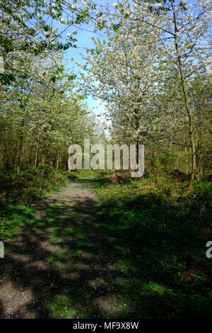 A view at the Mersham le Hatch Deer Park near Ashford Kent UK Stock ...