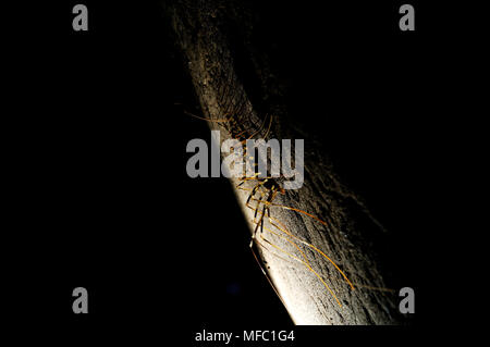 Long legged centipede, Scutigera coleoptrata. Pondicherry, Tamil Nadu ...