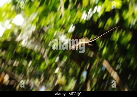 FLYING LIZARD Draco cornutus Malaysia Stock Photo - Alamy