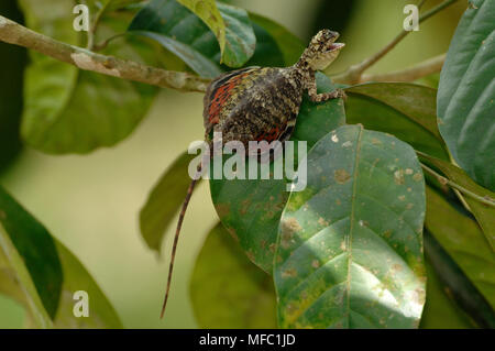 FLYING LIZARD Draco cornutus gunther Sabah, Malaysia Stock Photo - Alamy
