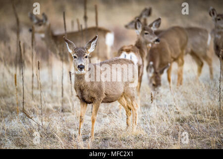 White tailed deer in Roxborough Park, Colorado, USA Stock Photo - Alamy