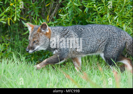 Darwin's Fox (Pseudalopex fulvipes) ENDANGERED, Chiloe Island, CHILE ...