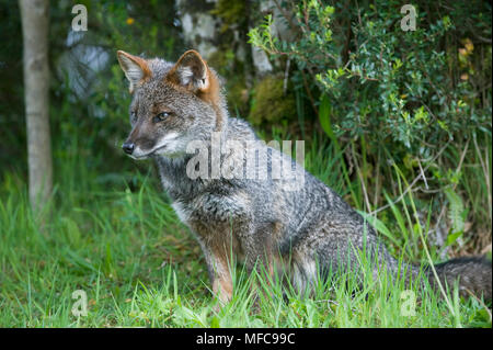 Darwin's Fox (Pseudalopex fulvipes) ENDANGERED, Chiloe Island, CHILE ...