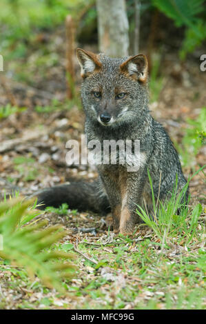 Darwin's Fox (Pseudalopex fulvipes) ENDANGERED, Chiloe Island, CHILE ...