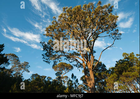 Pine forest. Caribbean pine (Pinus caribaea) trees are long row. Pine ...
