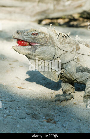 Hispaniolan Ground Iguana, Cyclura ricordii, Isla Cabritos National ...