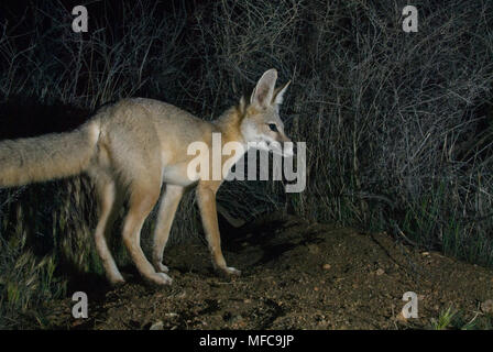 San Joaquin Kit Fox (Vulpes macrotis mutica) Adult at sidewalk den ...