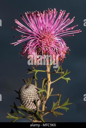 Australian native purple coneflowers of Isopogon cuneatus, family ...
