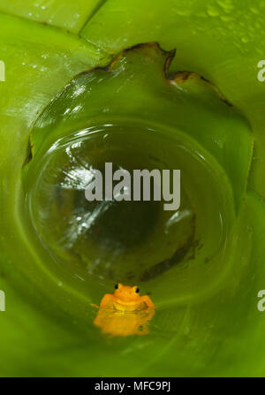 Golden Rocket Frog ( Anomaloglossus beebei), Endemic to giant tank ...