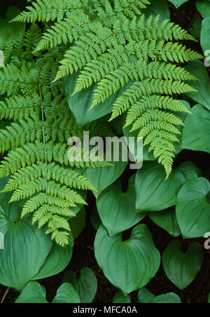 Temperate Rainforest in Sitka, Alaska Stock Photo - Alamy