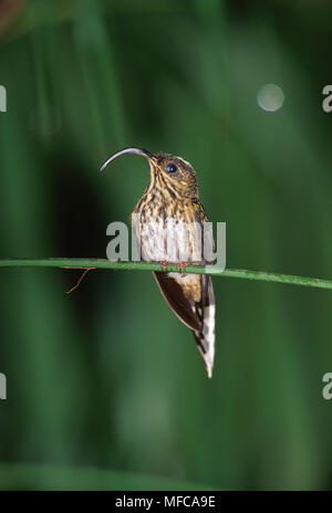 White-tipped Sicklebill Hummingbird (Eutoxeres aquila) roosting at ...