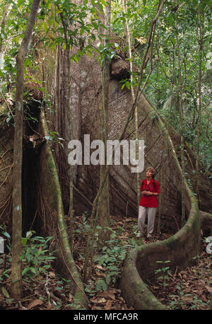 The giant kapok trees and their giant buttress roots in the amazon rain ...