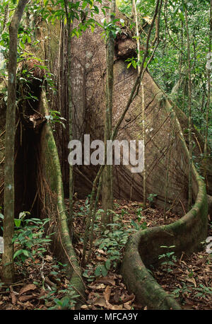 The giant kapok trees and their giant buttress roots in the amazon rain ...