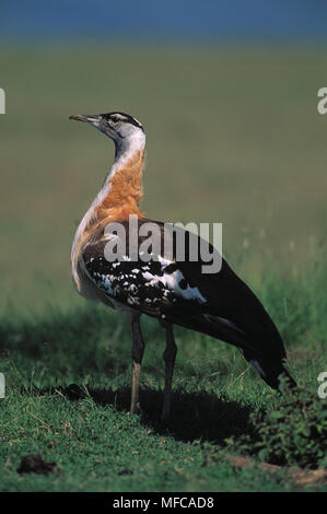 Denham's Bustard, Neotis denhami, Maasai Mara National Reserve, Kenya ...