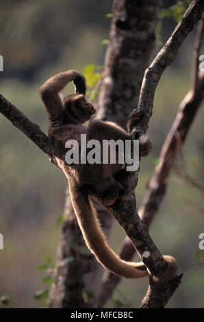 Wooly spider monkey Endangered animal specie Former latin name ...