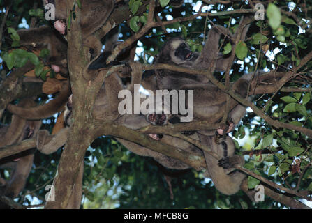 Wooly spider monkey Endangered animal specie Former latin name ...