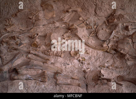 Fossil bone quarry at the Dinosaur National Monument at Vernal Utah ...