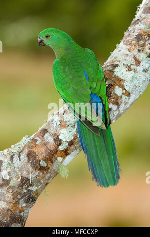 Australian king parrot Stock Photo - Alamy