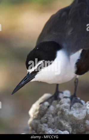 Bridled Tern. Sterna anaethetus Stock Photo - Alamy