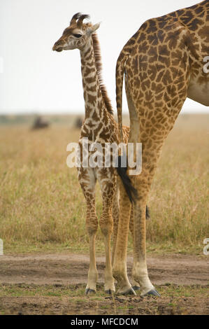 Common giraffe, Giraffe camelopardalis; Masai Mara, Kenya Stock Photo ...
