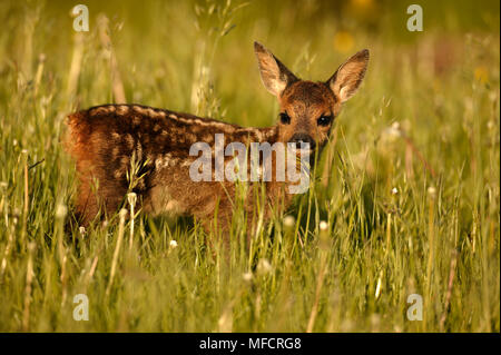 A fawn a baby deer left in the open. The fawn is laying curled up in a ...