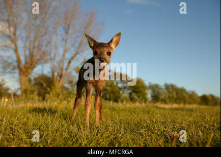 A fawn a baby deer left in the open. The fawn is laying curled up in ...