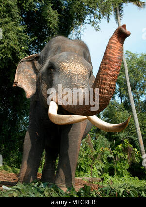 SRI LANKAN or CEYLON ELEPHANT Elaphus maximus maximus with aggressive ...