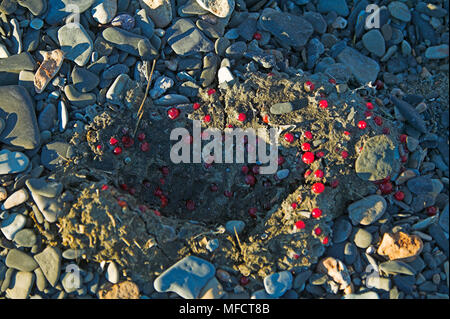 Alaskan brown bear grizzly bear) scat, droppings, Denali National Park ...